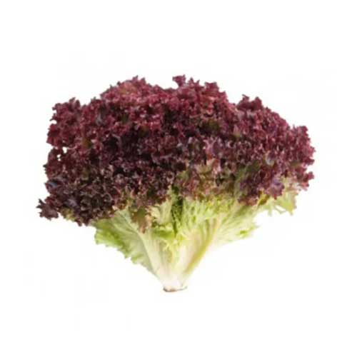 Lechuga Hidropónica Lollo Rosa | Vivero Nuevo Amanecer