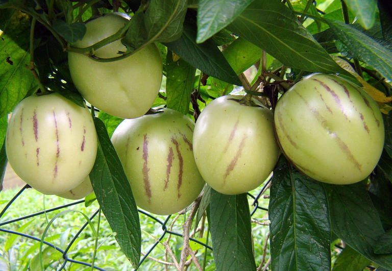 Pepino de fruta | Vivero Nuevo Amanecer